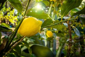 Limoni sani e produttivi in primavera: come proteggerli dagli insetti parassiti